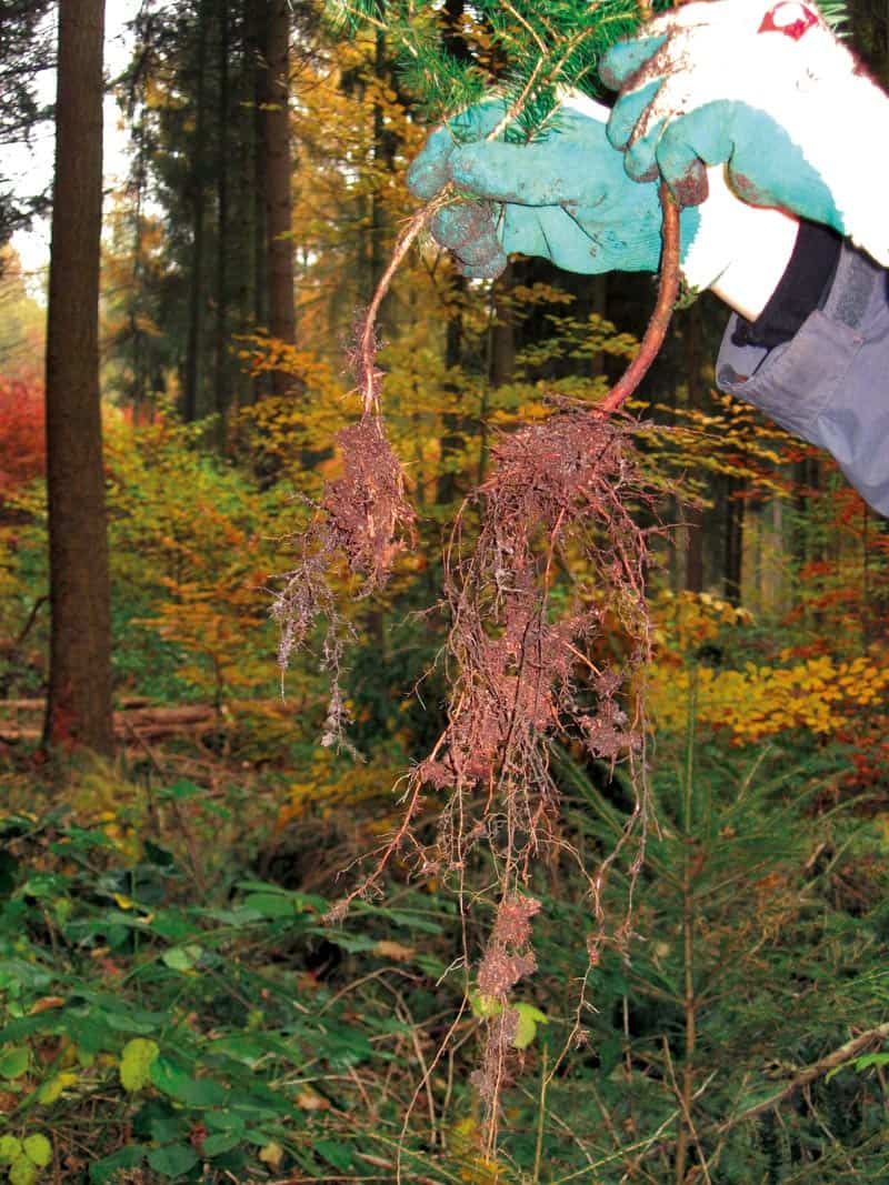 Mycorrhiza for tree planting/restoration - Mykorrhiza Pilze für Ihre ...